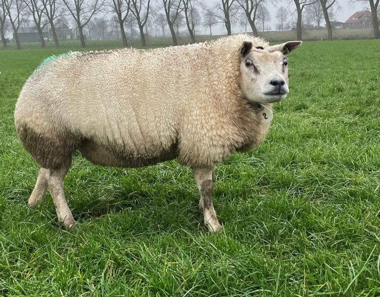 Home - Texelse Schapen