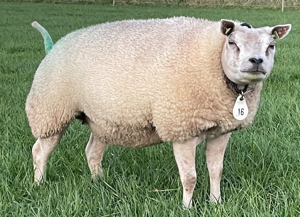 Home - Texelse Schapen